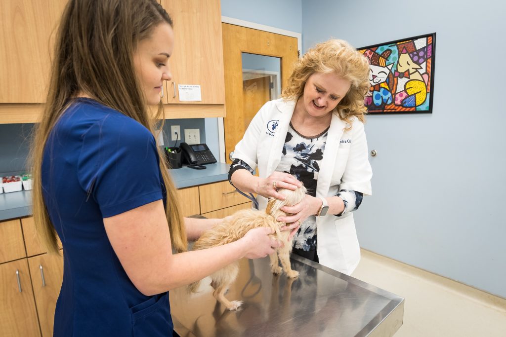 Veterinarian, Animal Hospital, Emergency Pet Care & Veterinary Services ...