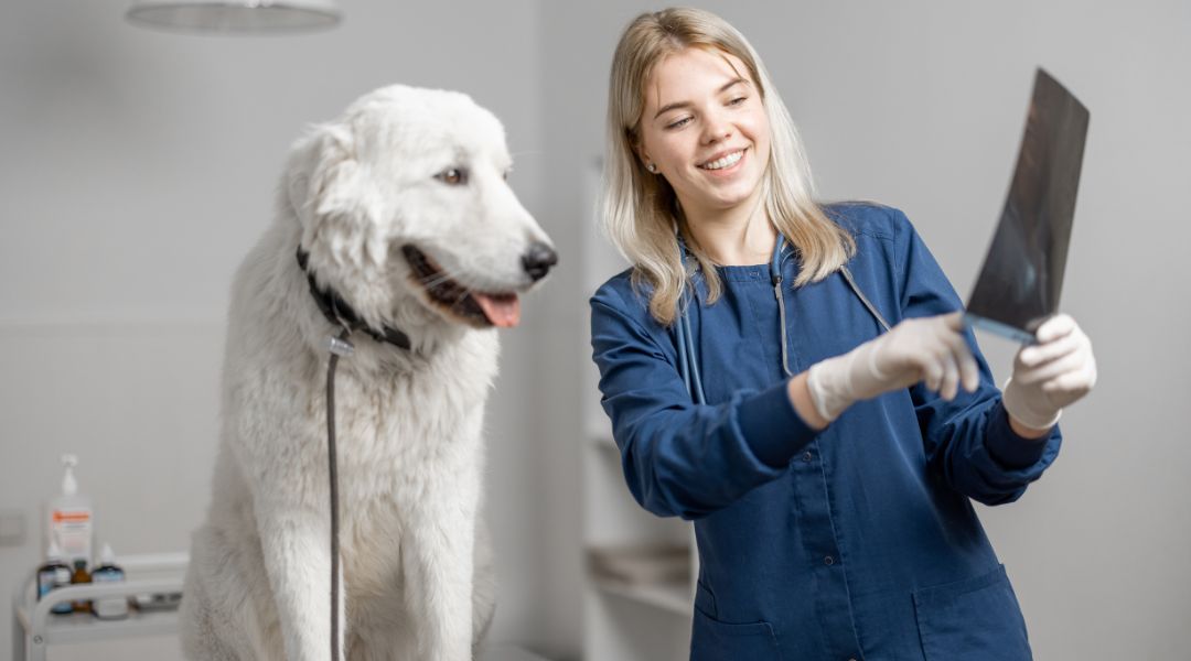 Pet Digital Radiography & Advanced X-Rays for Pets Madison AL – Animal ...